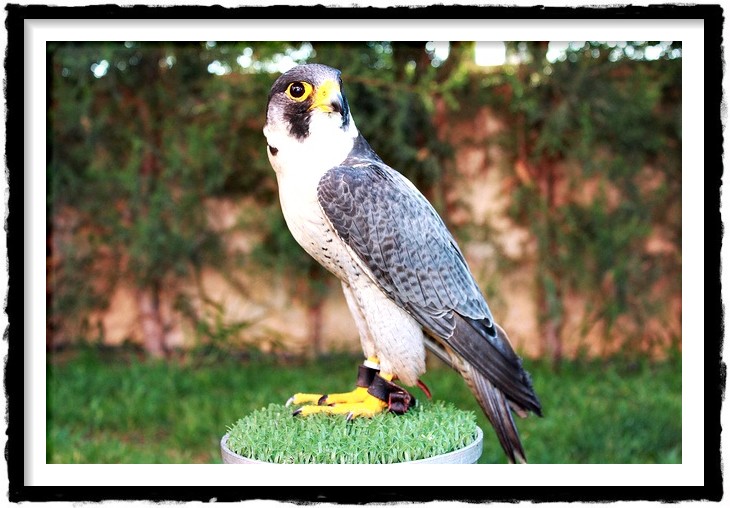 ! PALABRAS INTERESANTES, HERMOSAS, RARAS Y DIVERTIDAS: NEBLÍ ...