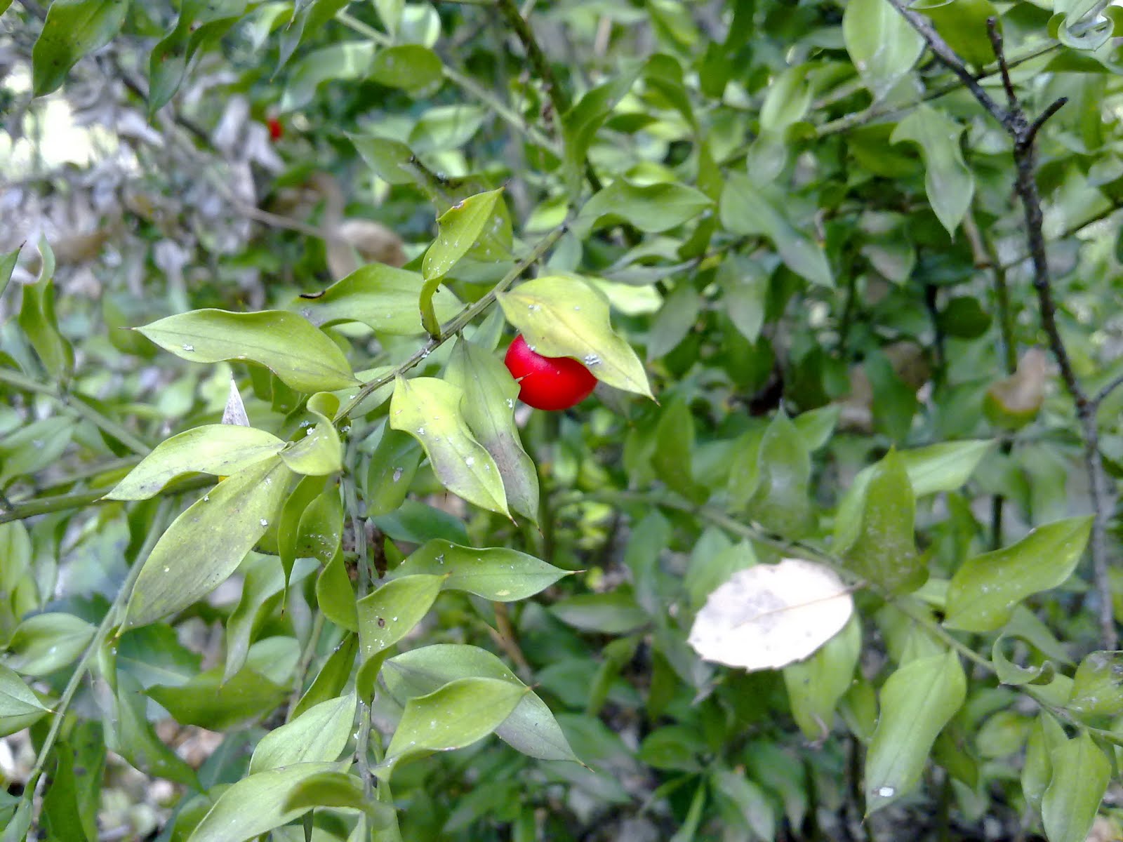 aula-botanica: ARRAYÁN MORISCO