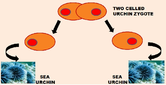 Tranquil science...learn more, explore more, grow more....: CLONING ...