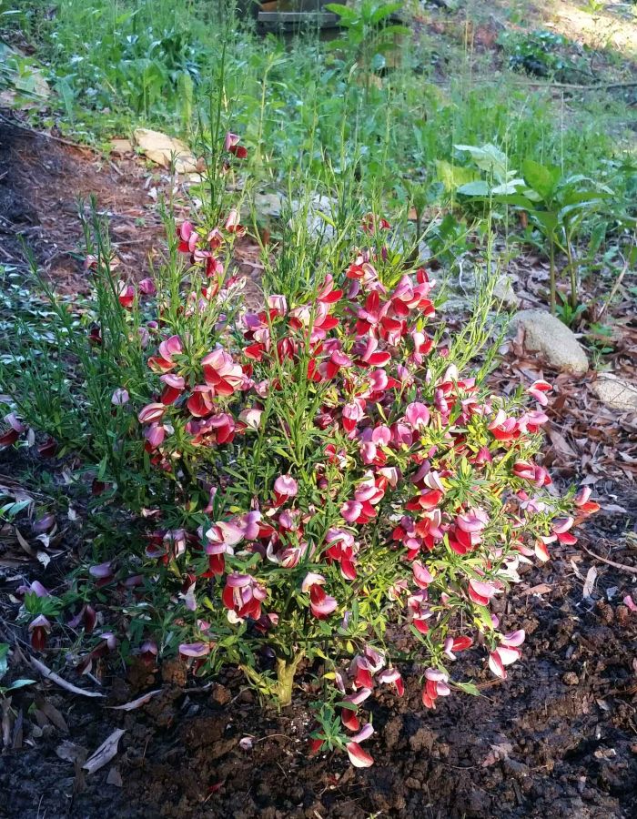 Future Plants by Randy Stewart: THE BROOMS