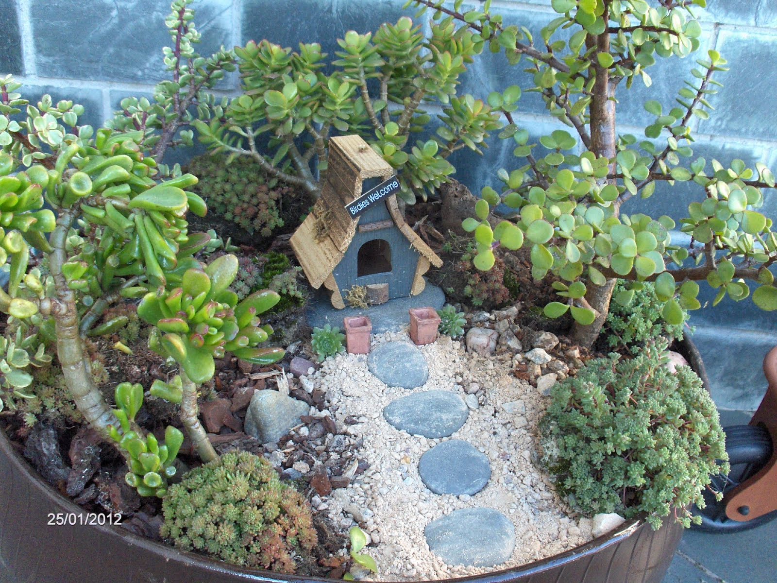 Aprendiz: mini bosque de suculentas