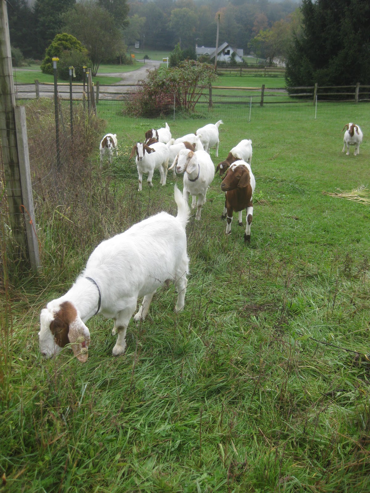 On The Pond Farm: Goat Herding