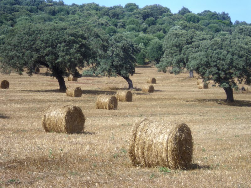 Dias às Cores: Tempo da Ceifa