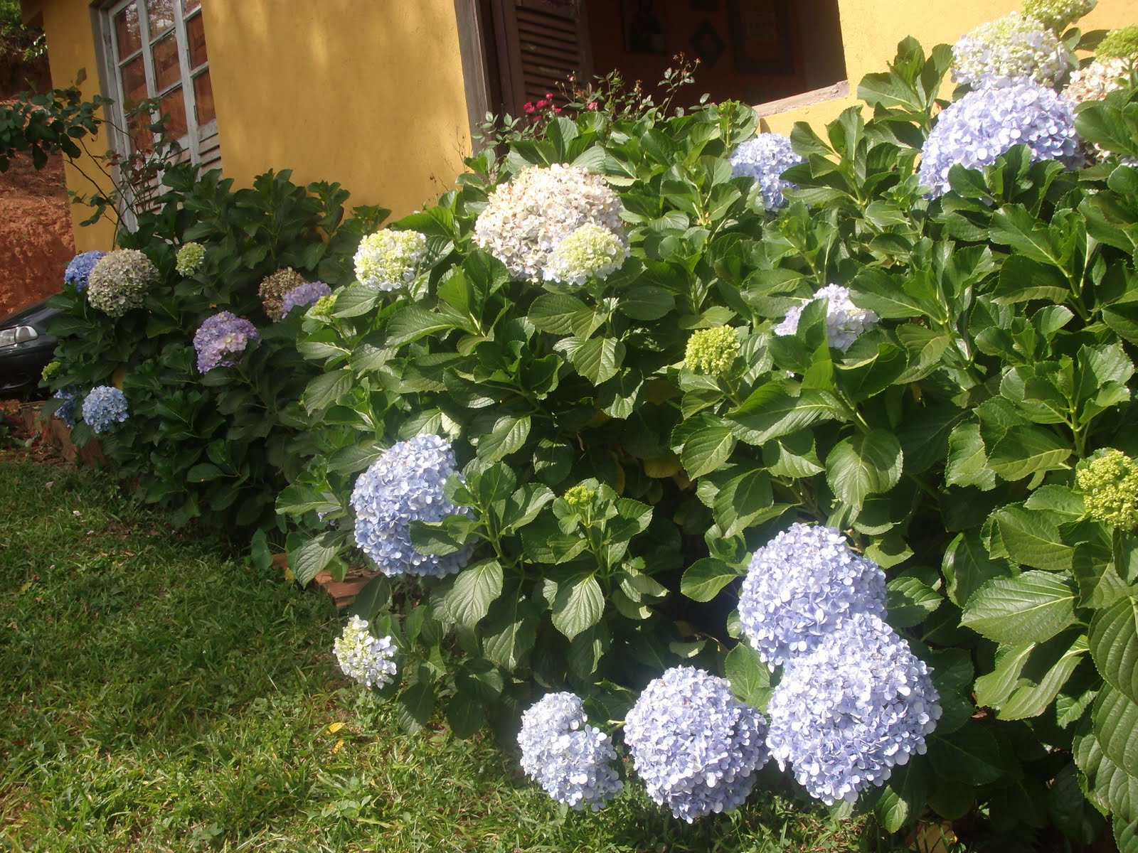 Canto do Tico-tico: A poda das hortências.