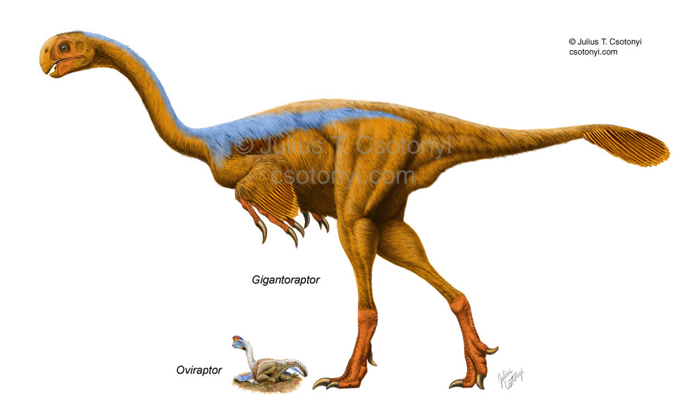 Gigantoraptor Skeleton