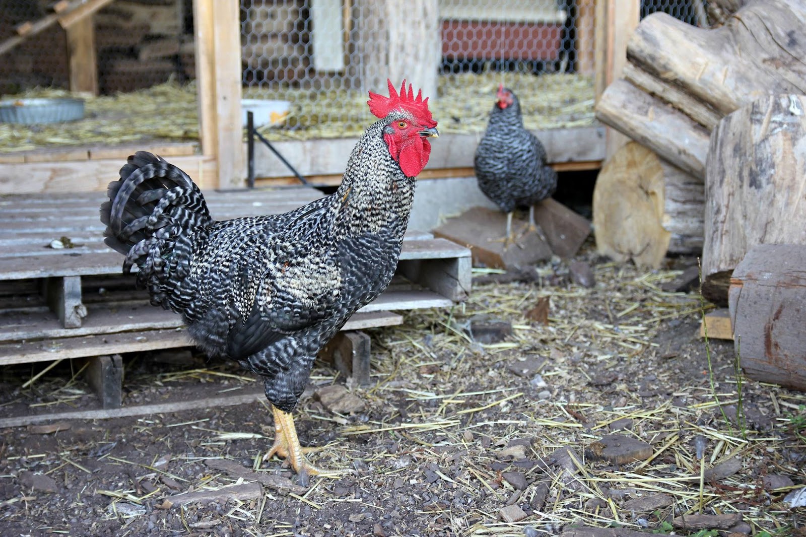 Lookin' Up: On Counting Chickens