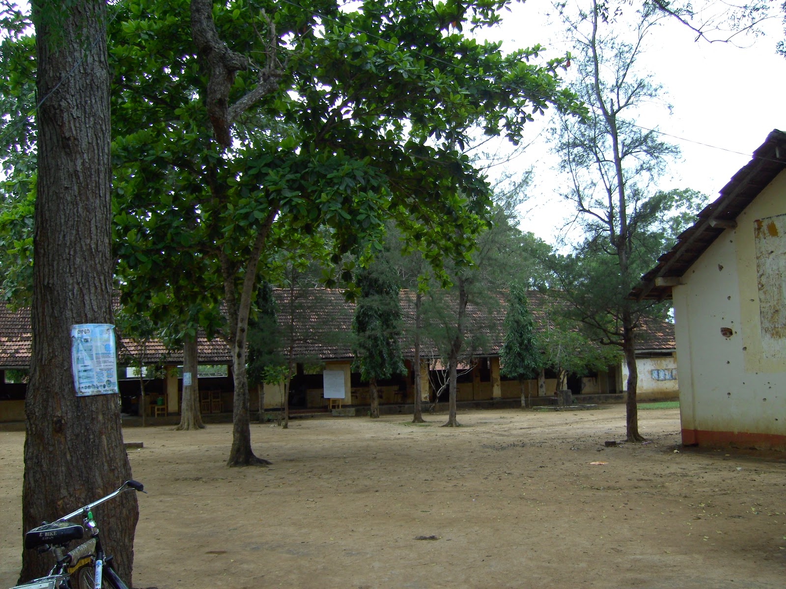 Adampan,Aandankulam | Mannar Photos
