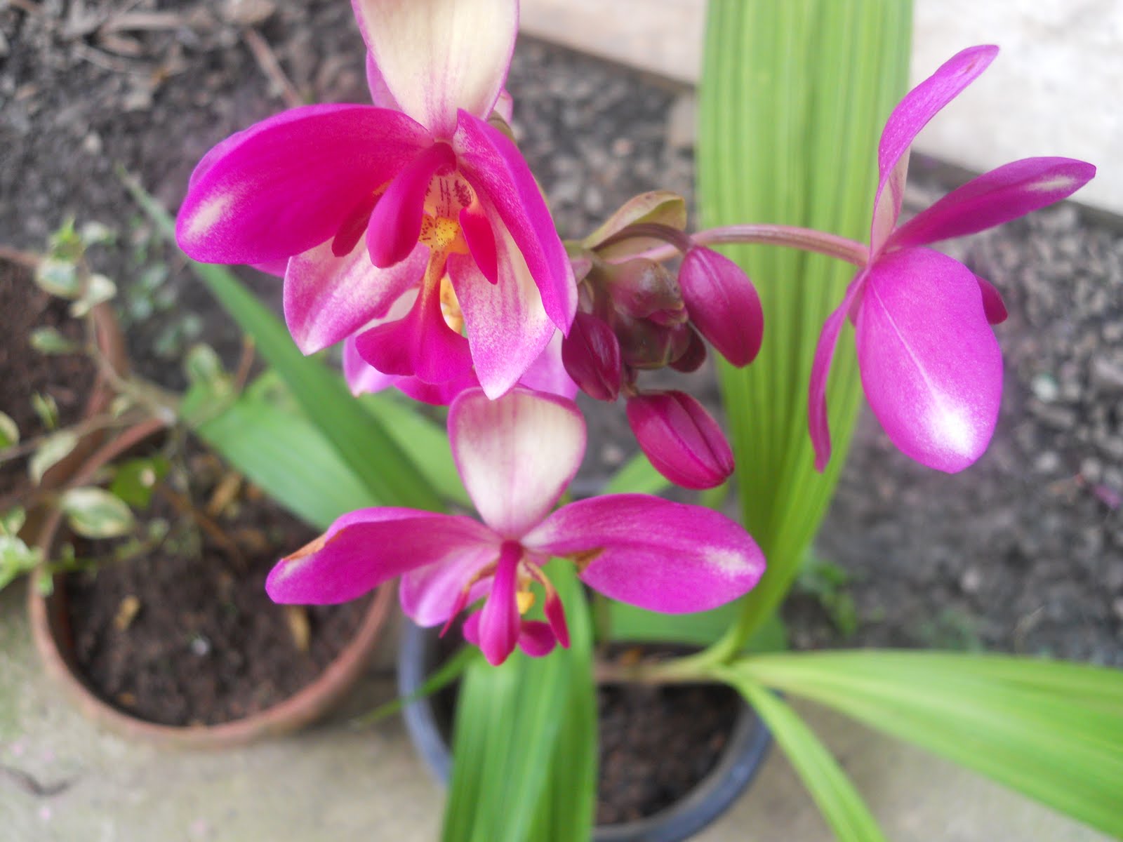 orkid liar : bunga orkid liar orkid tanah