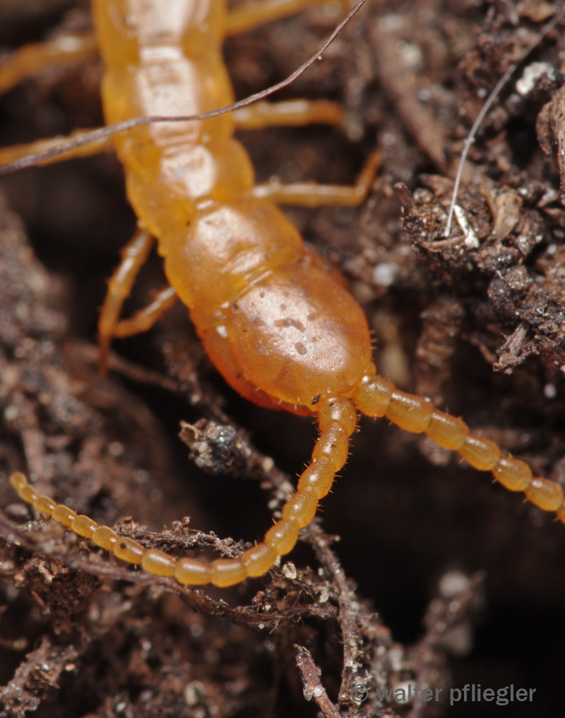 Nature photos from an Amateur Naturalist: Sebesvíz II., Bükk Mountains ...