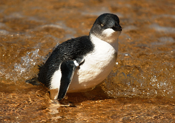 Little Penguin | Animal Wildlife