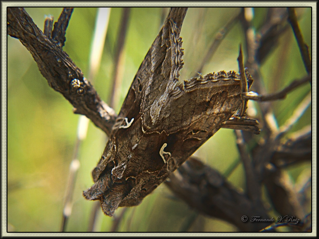 Insectos de La Rioja: Autographa gamma (Plusia)