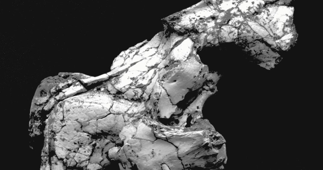 Noticias de Paleontologia: Patagosmilus goini, un marsupial dientes de ...