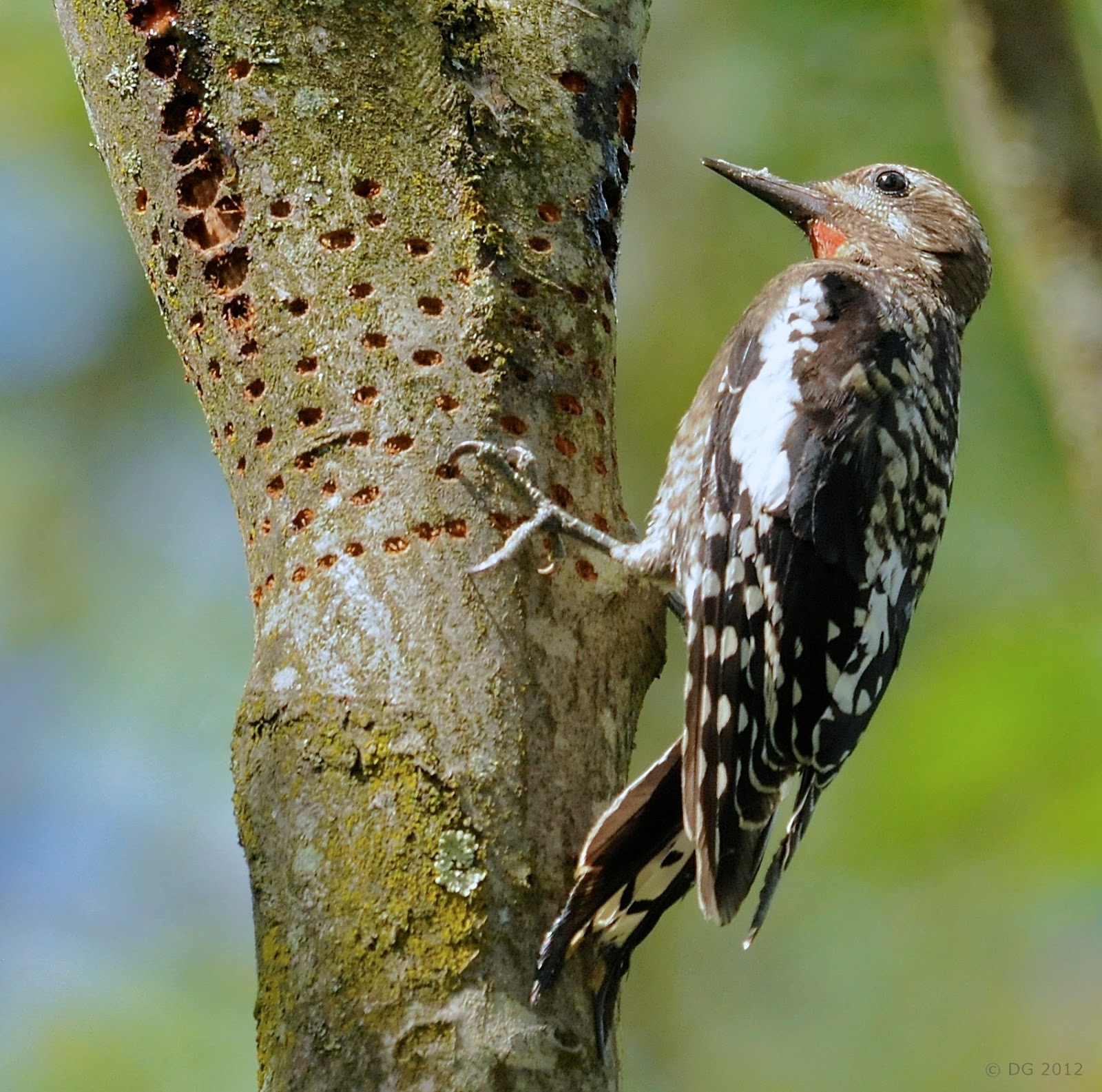 Yellow-bellied Sapsucker