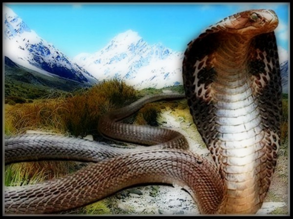 Rắn Hổ Mây Khổng Lồ | Rắn Thần Rừng U Minh - 9999 Bí Mật