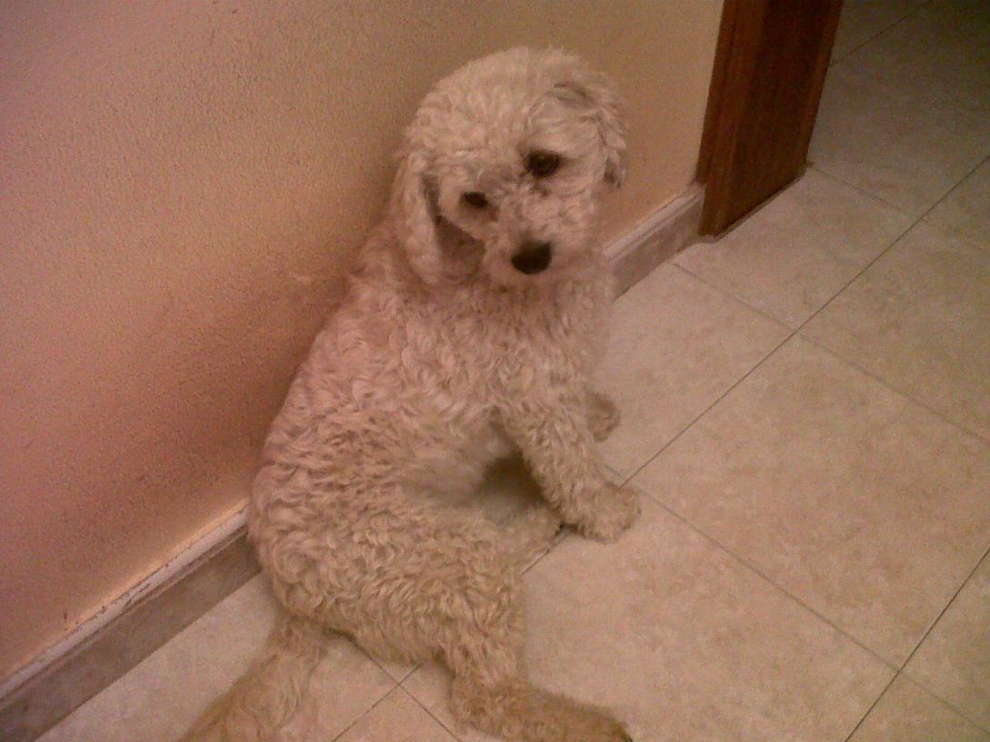 Tenerife Dogs: Two female doggies need loving homes