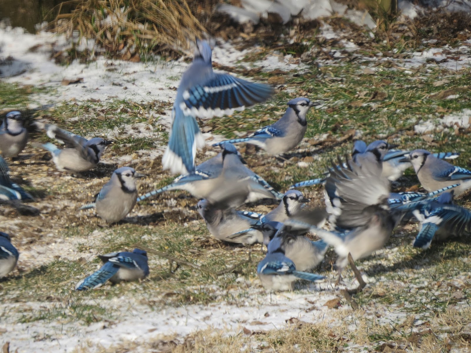 Blue Jay Barrens: 2017 Blue Jay Status