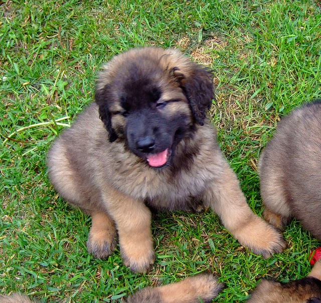 Rules of the Jungle: Leonberger puppies