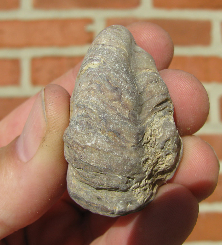 Views of the Mahantango: Texigryphaea corrugata pelecypod from the Duck ...