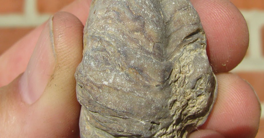 Views of the Mahantango: Texigryphaea corrugata pelecypod from the Duck ...