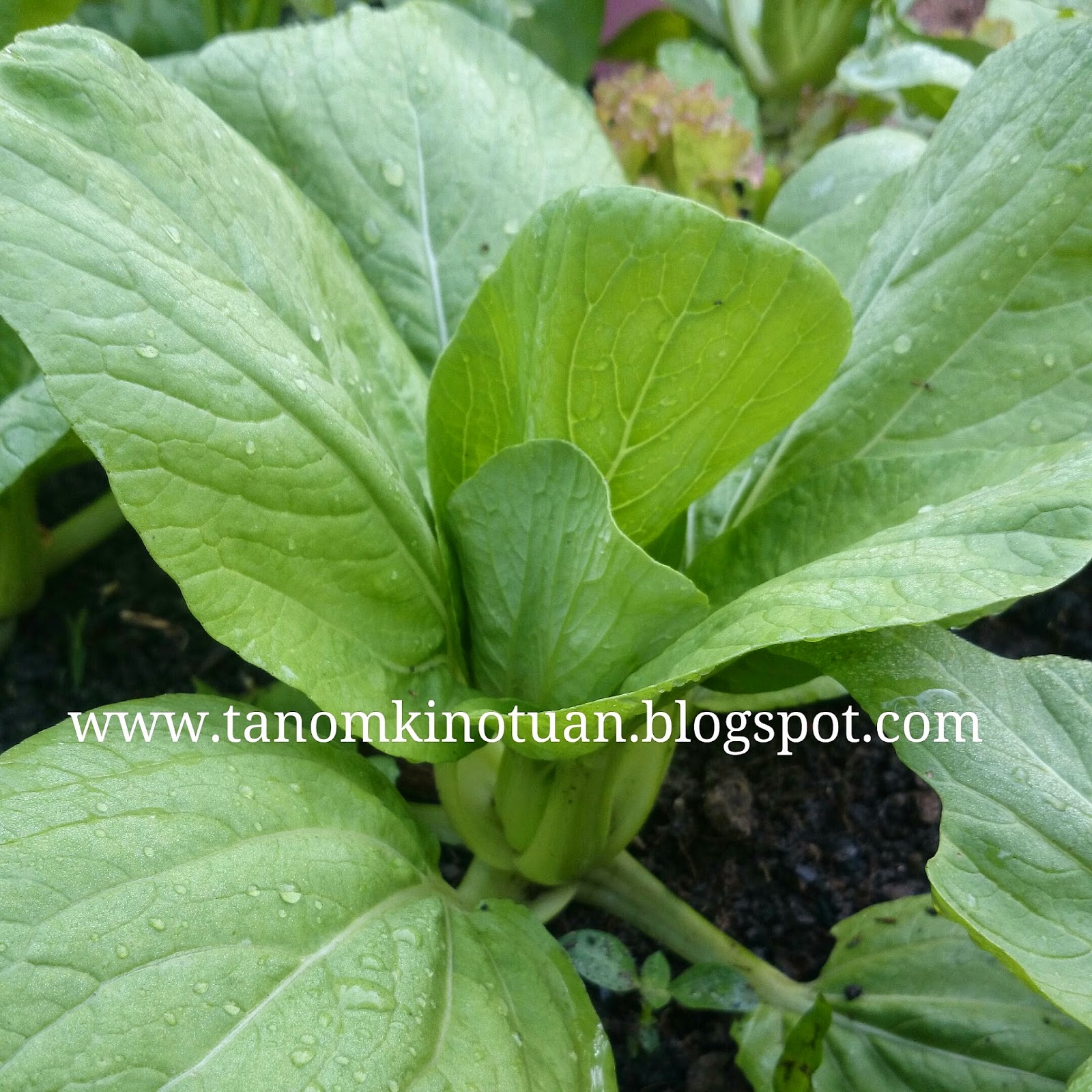 CARA DAN PANDUAN MENANAM SAWI PUTIH TAIWAN - Rangkuman Cara Bertanam ...