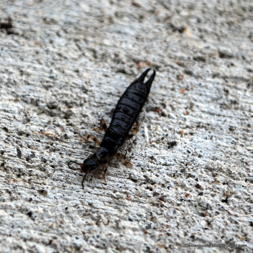 Centerpointe Communicator: Bending your earwig