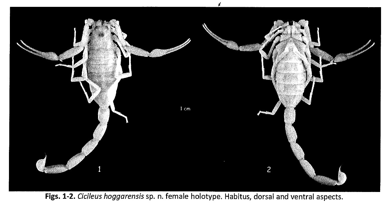 The Scorpion Files Newsblog: Two new species of Cicileus from Hoggar ...
