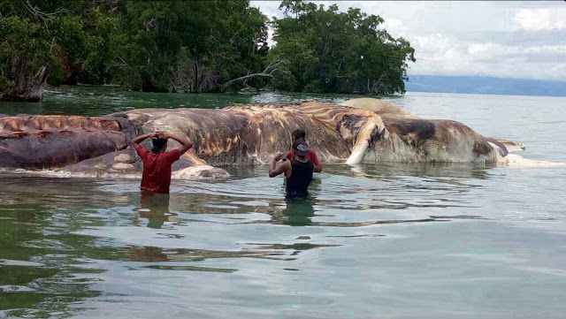 50 FOOT LONG GIANT SQUID FOUND IN NEW ZEALAND...