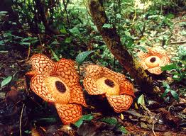 Rafflesia flower is different from the Carrion flower!