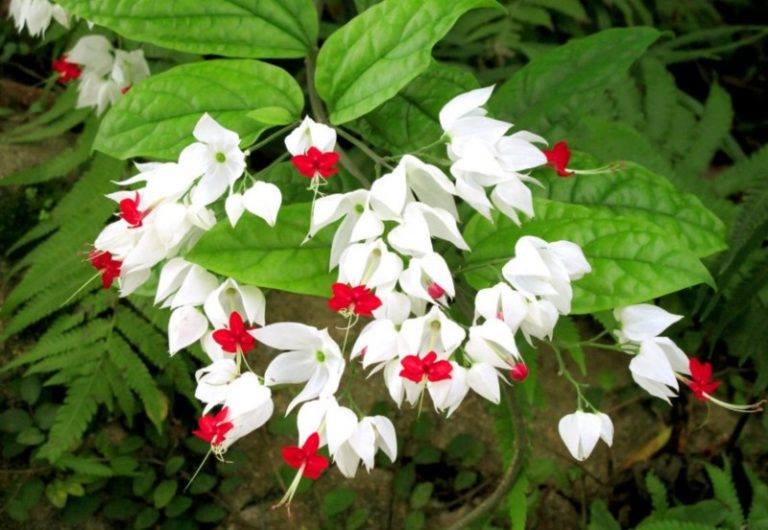 Deretan 14+ Tanaman Bunga Toga Terbaru - Informasi Seputar Tanaman Hias