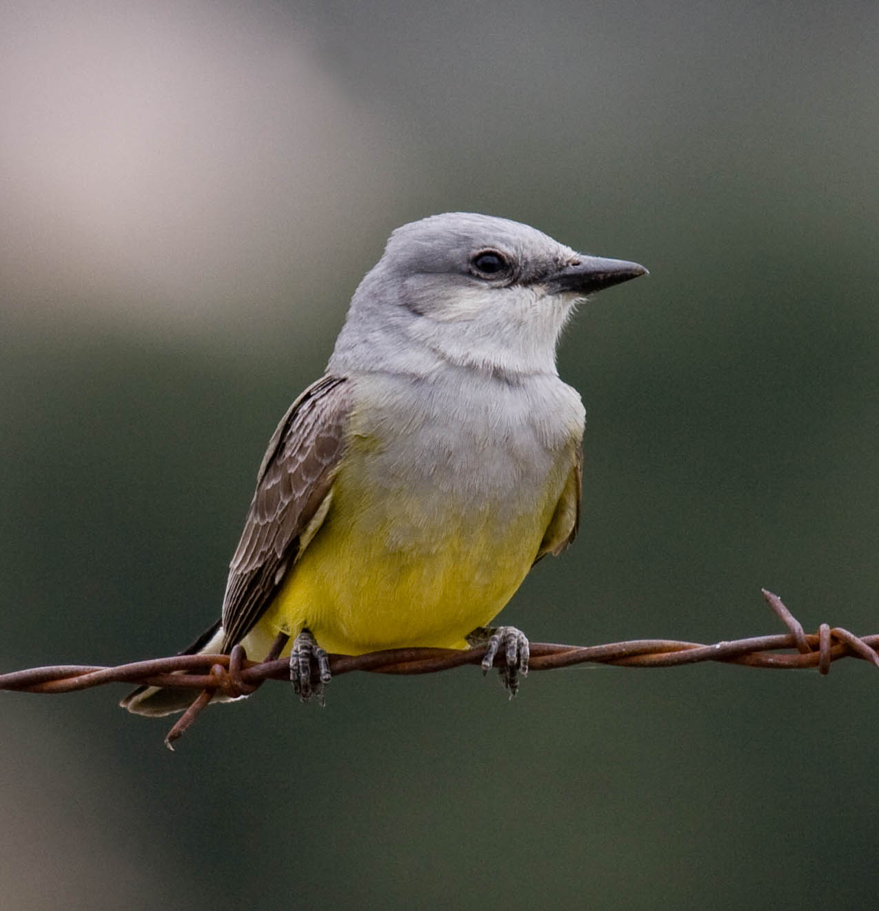 Western Kingbird on barbed wire - Greg in San Diego