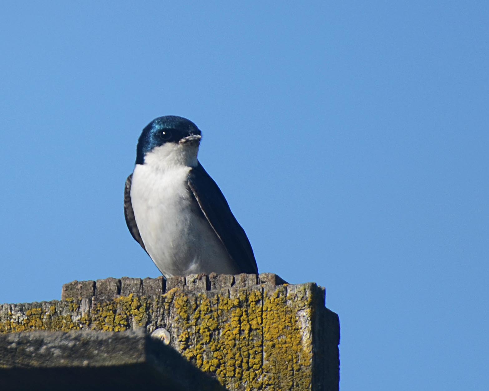Oregon Backyard Birds, etc.: June 2013