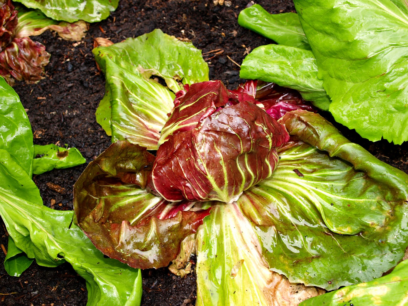 Mark's Veg Plot: Growing Radicchio