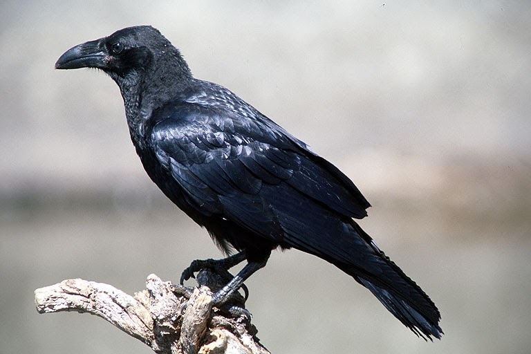 El Cuervo la leyenda del misterioso Ave de la muerte. | Enigmas y Misterios