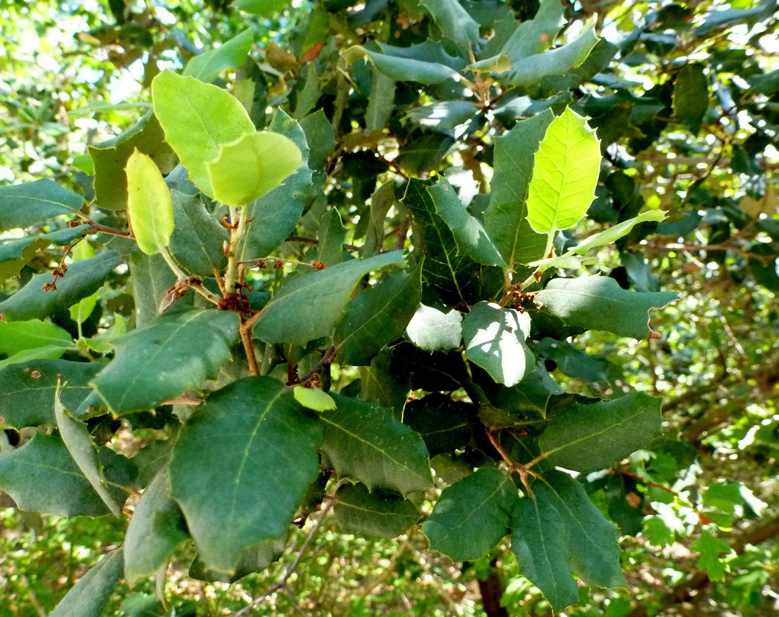 Árboles con alma: Encina "carrasca". (Quercus ilex subsp ballota ó ...