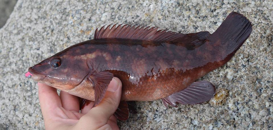 Ben Bassett - Fishing: 2017