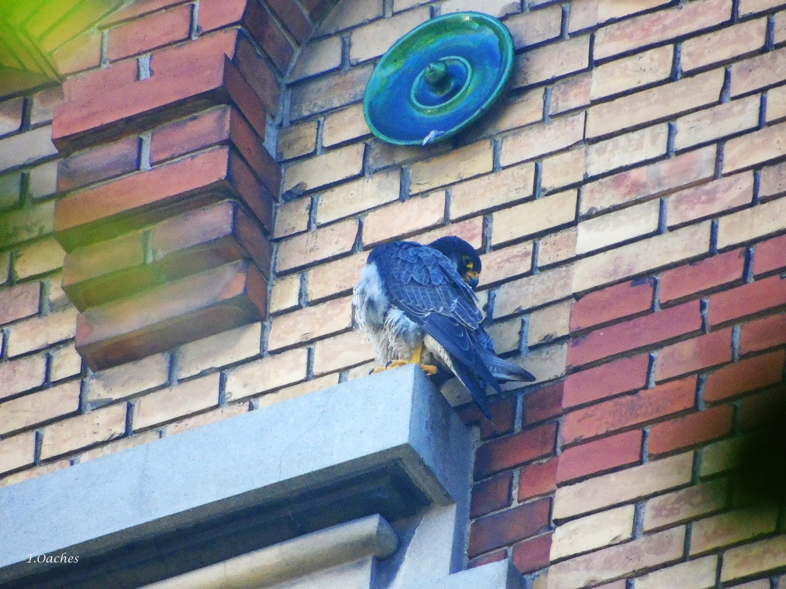 PASARI DIN ROMANIA: SOIM CALATOR, Falco peregrinus