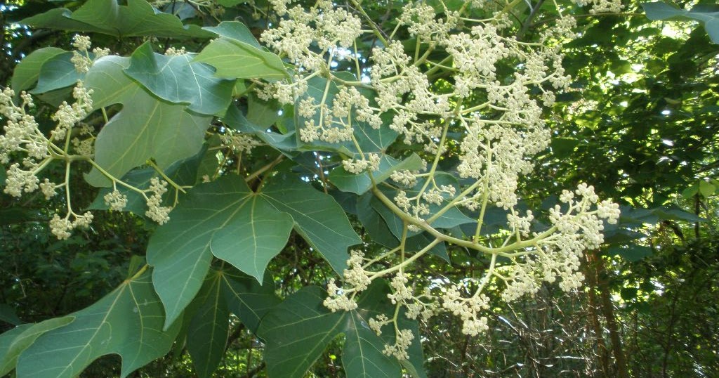 MARIETTE'S BACK TO BASICS: {Our Firmiana simplex, Sterculia ...