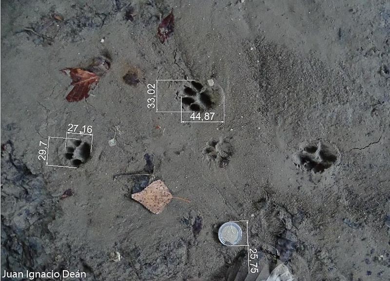 Mamíferos de Navarra: Huellas de nutria y castor, y otras