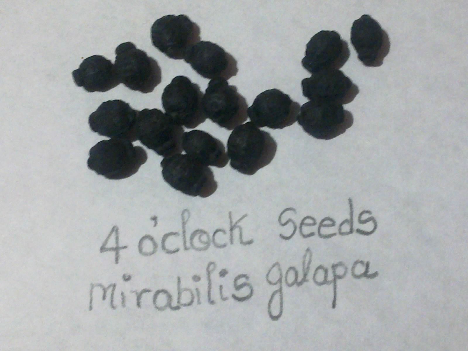 Plants Growing In My Potted Garden.: How To Grow 4 o'clock / Mirabilis ...