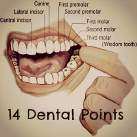 What are 14 Dental Points