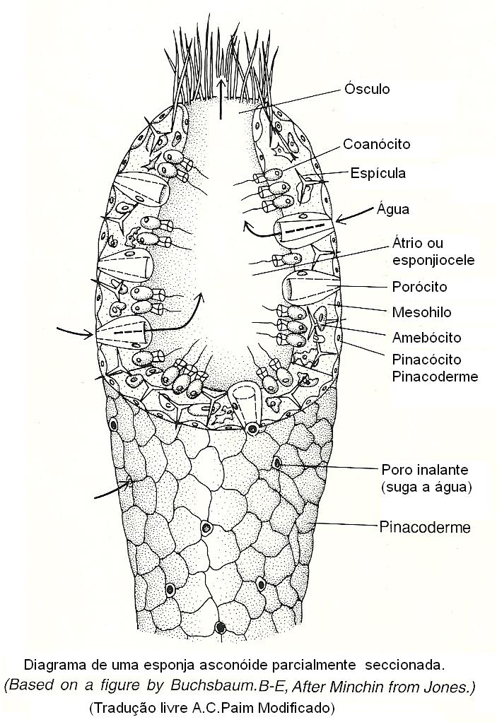 BIOLOGIA PARA A VIDA : FILO PORÍFEROS