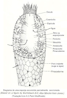 BIOLOGIA PARA A VIDA : FILO PORÍFEROS