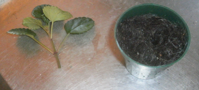 Plants are the Strangest People: Dog Hair as a Rooting Medium