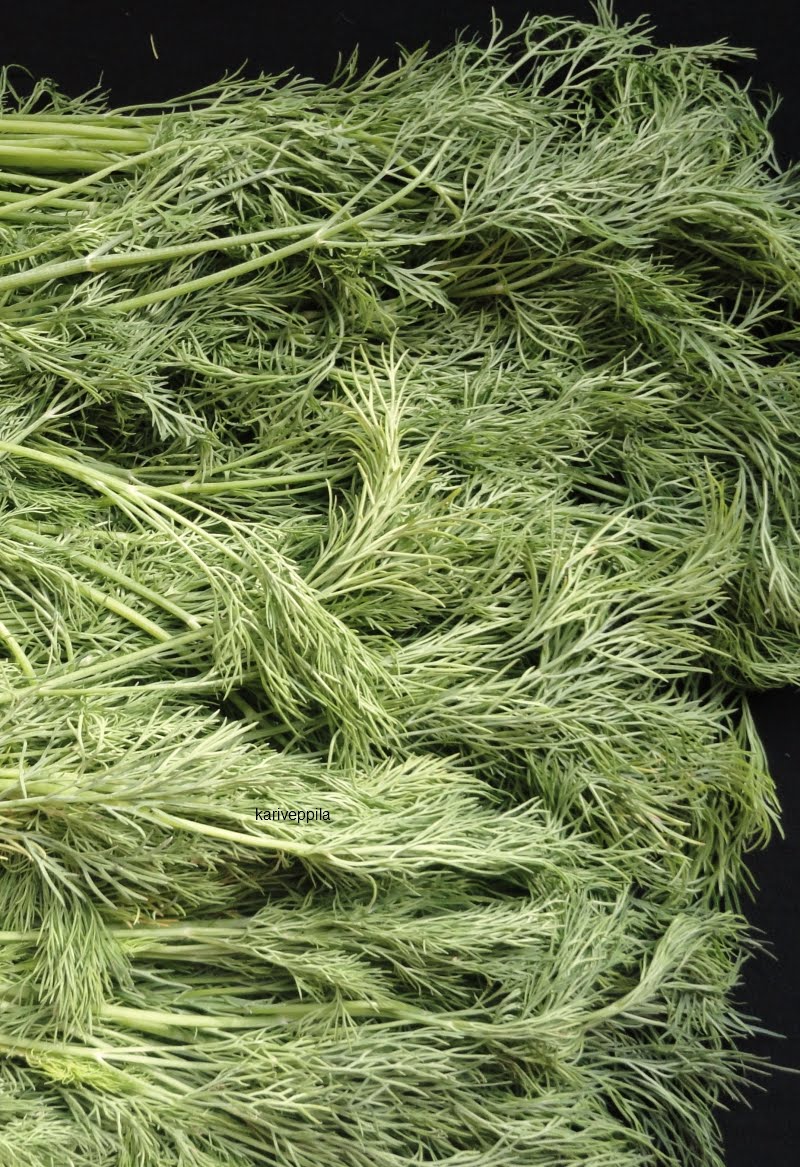 Kariveppila കറിവേപ്പില: ശതകുപ്പ അഥവാ ചതകുപ്പ