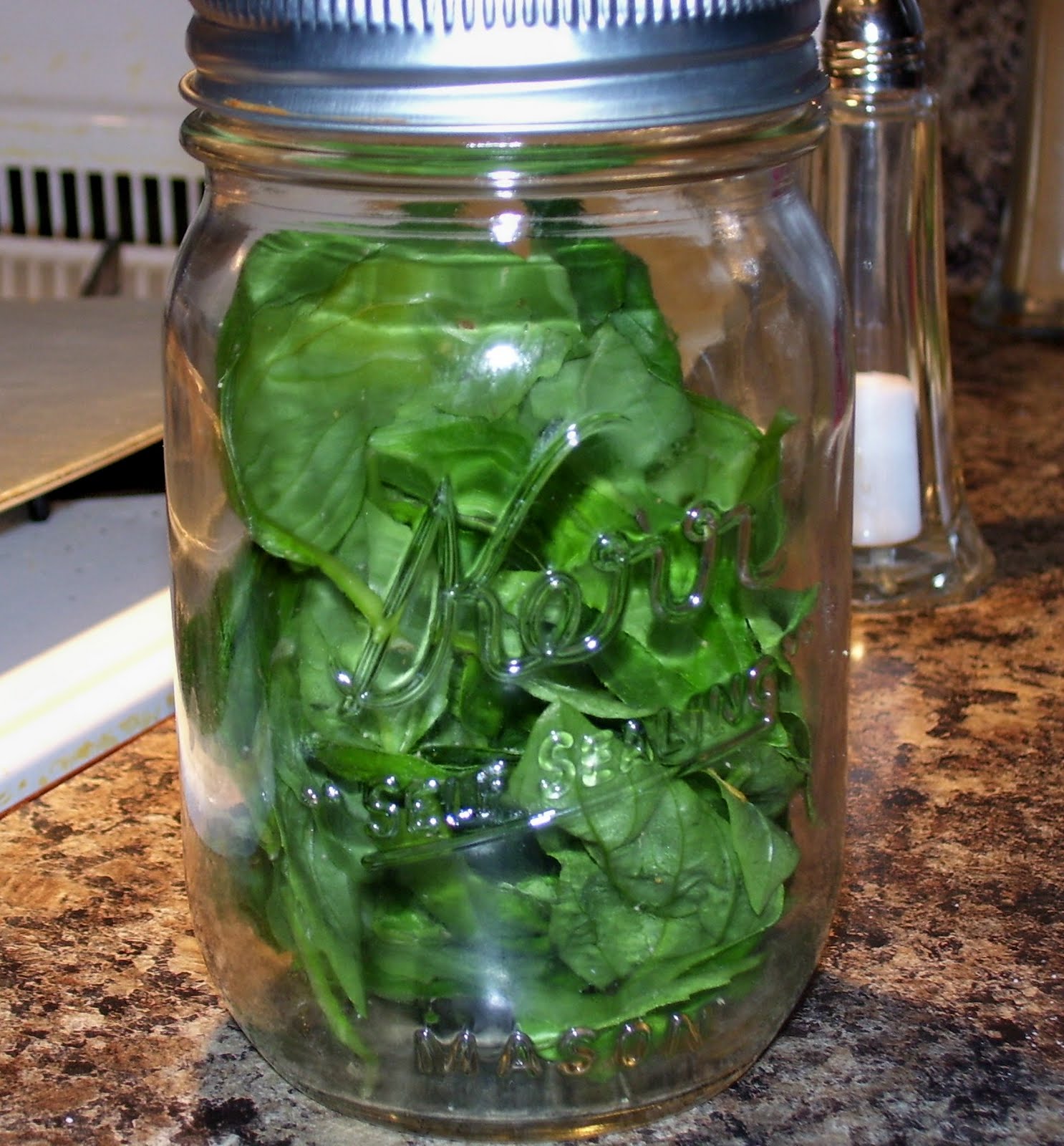 Talking to Plants: Harvesting Basil and What High Temperatures Mean for ...