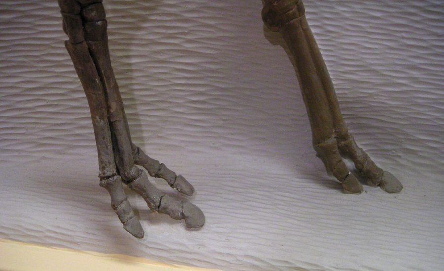 TAPIRS: The Tapir Preservation Fund (TPF): Harvard Tapirs: Of Toes and ...