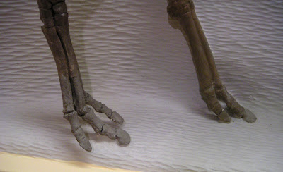 TAPIRS: The Tapir Preservation Fund (TPF): Harvard Tapirs: Of Toes and ...