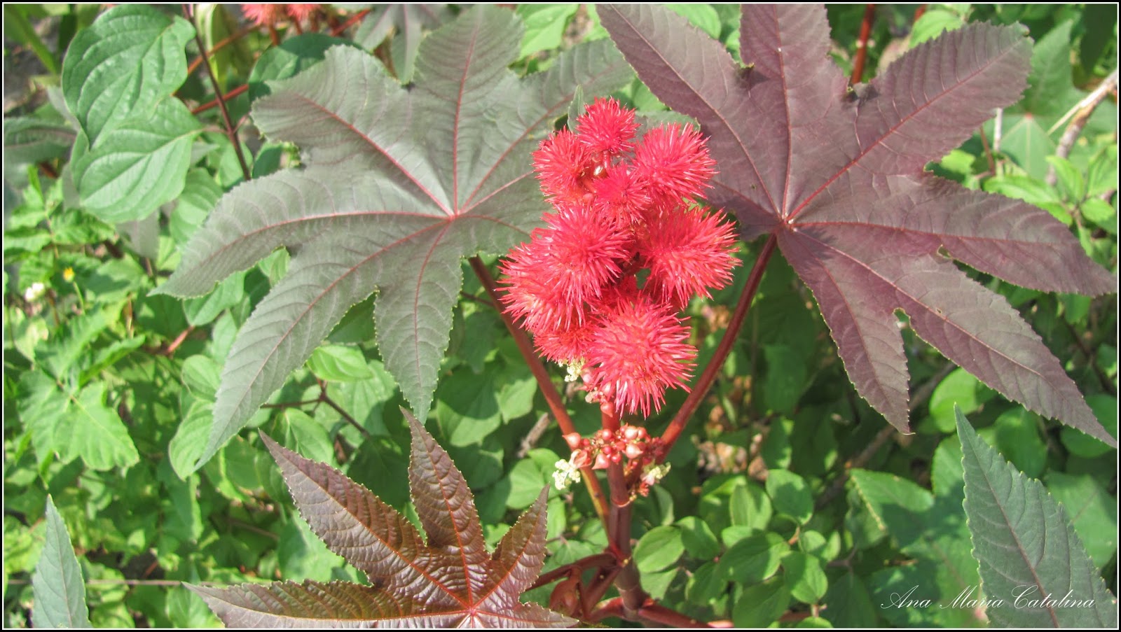 Lumea văzută din Turda: Ricin (Ricinus communis)
