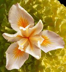 Lets see what are the meanings of yellow Flowers in flower's language ...