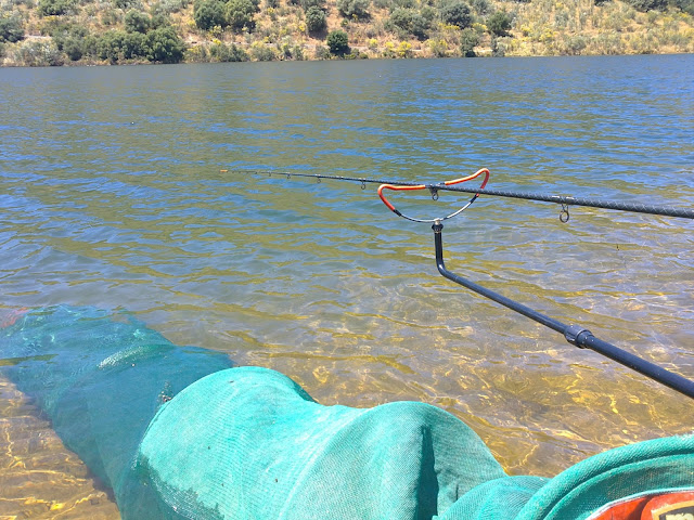 CUADERNO DE PESCA: JORNADA DE FEEDER EN EL EMBALSE DE LA MINILLA SEVILLA